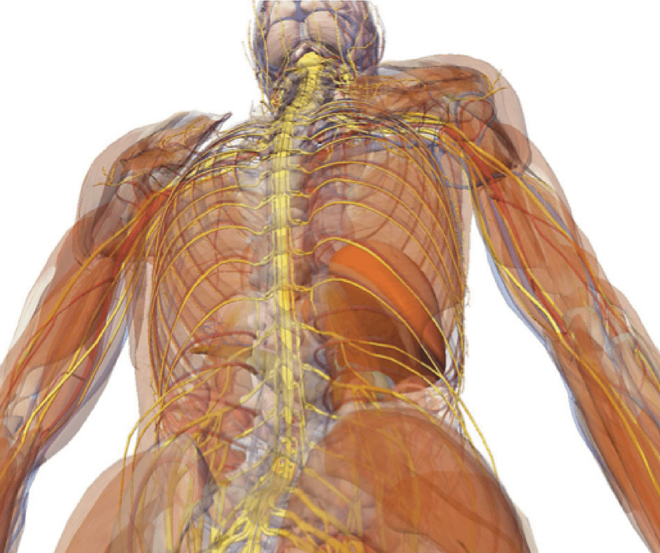 Gamma Motor System_ The Key to Motor Learning and Habit Formation ...